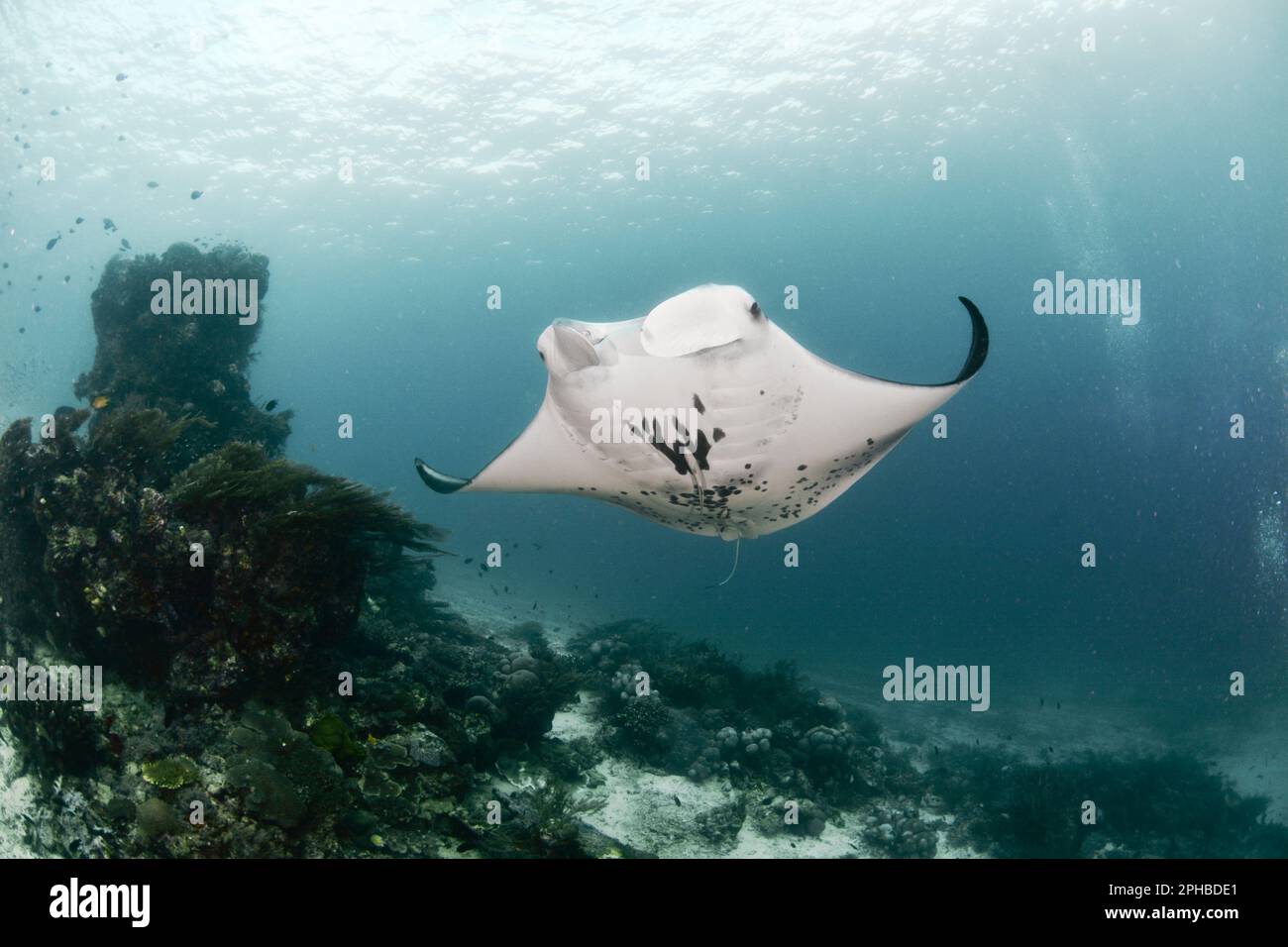 Reef Manta Ray flying in the blue water Stock Photo - Alamy