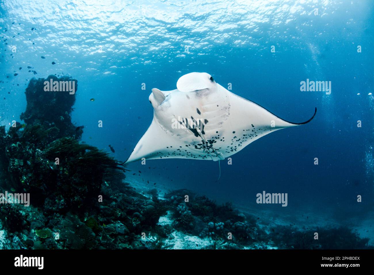 Reef Manta Ray flying in the blue water Stock Photo - Alamy