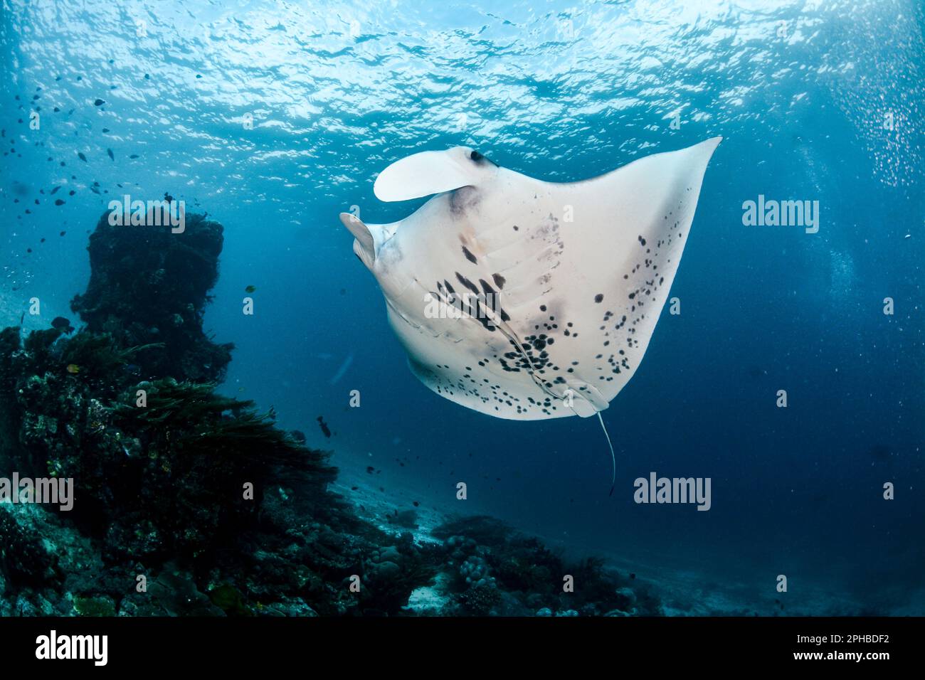 Reef Manta Ray flying in the blue water Stock Photo - Alamy
