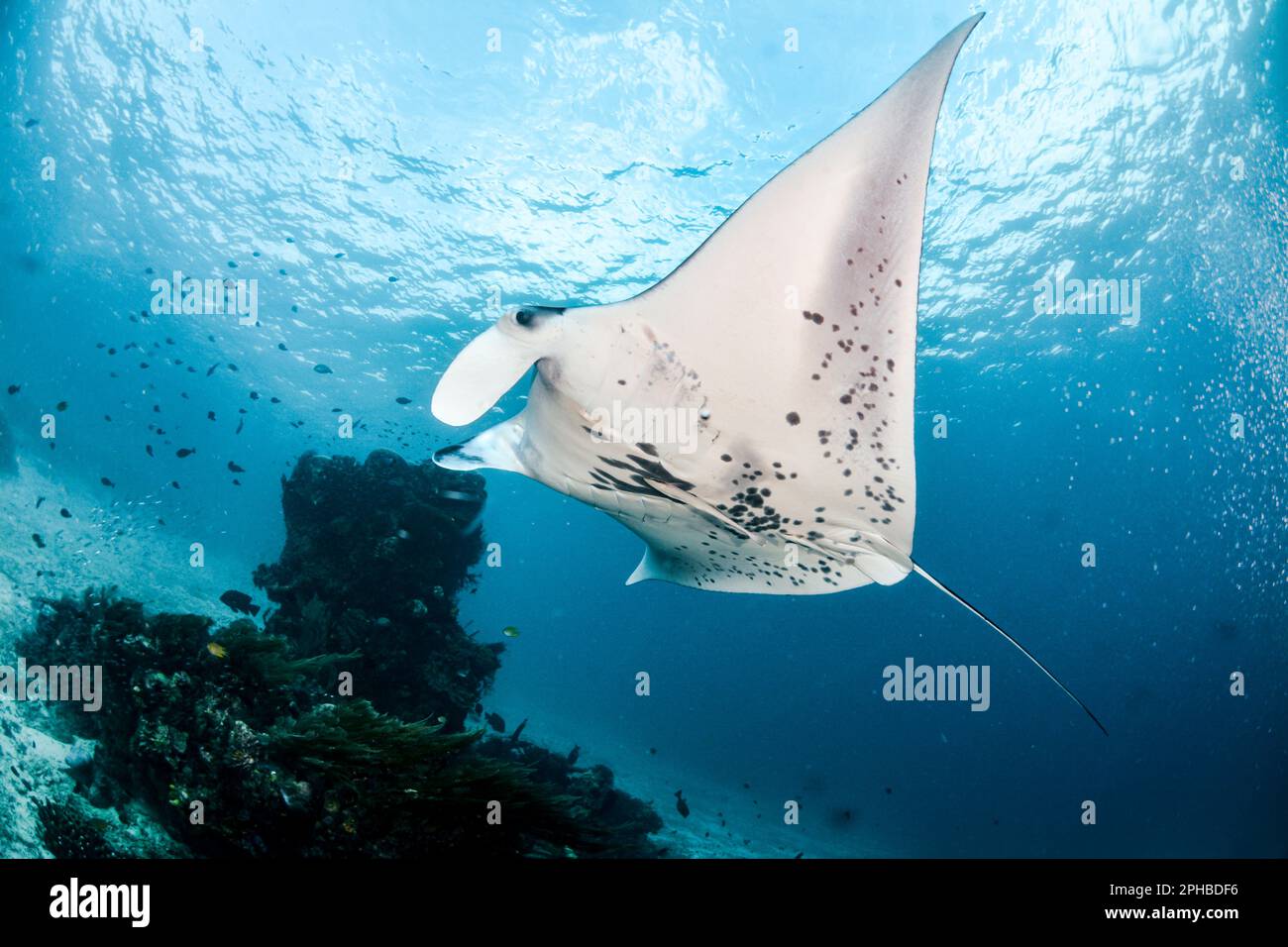 Reef Manta Ray flying in the blue water Stock Photo - Alamy