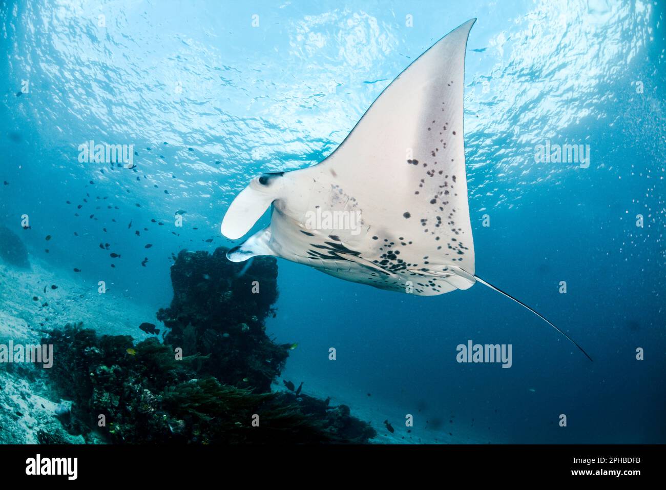 Reef Manta Ray flying in the blue water Stock Photo - Alamy