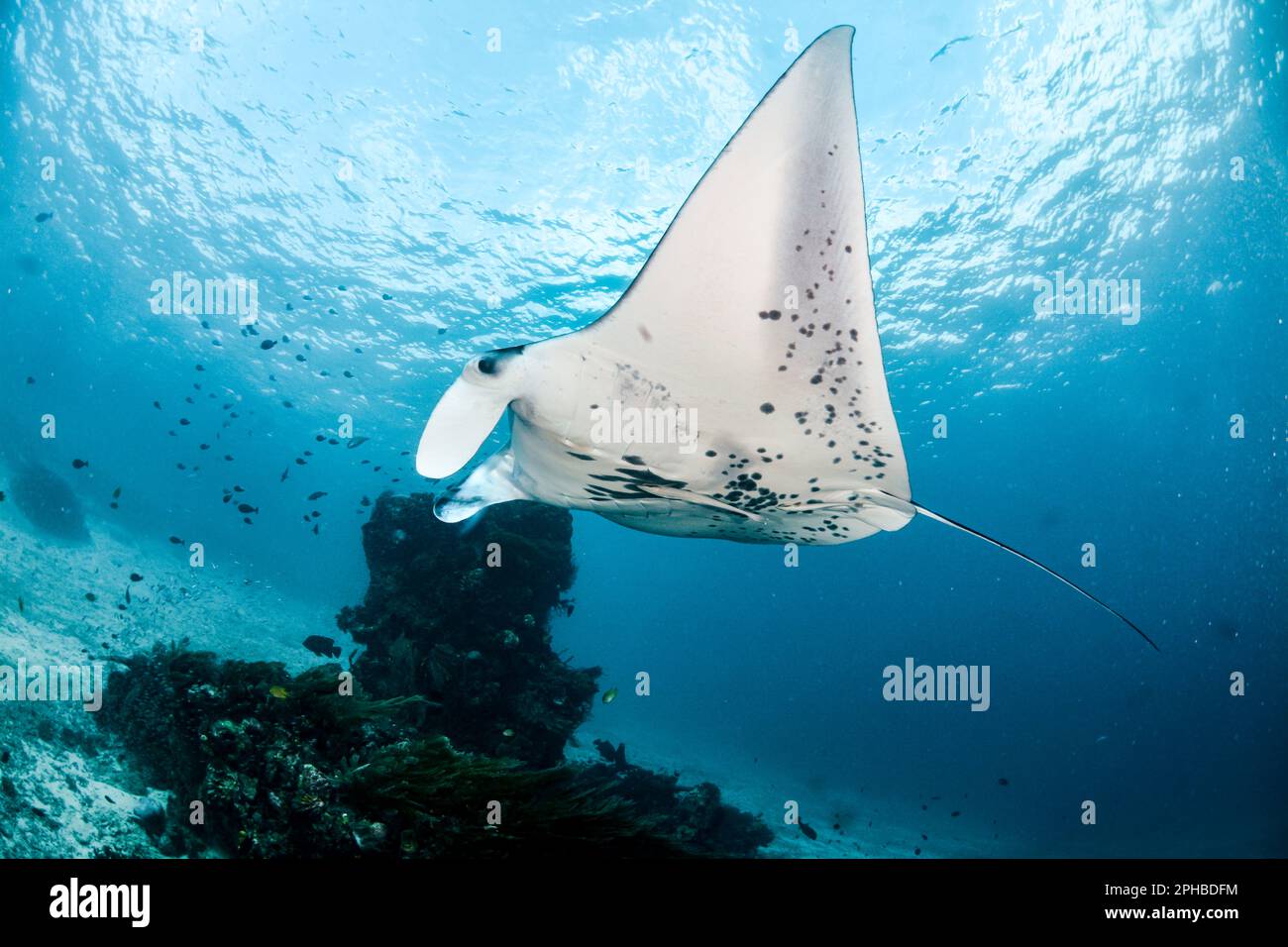 Reef Manta Ray flying in the blue water Stock Photo - Alamy