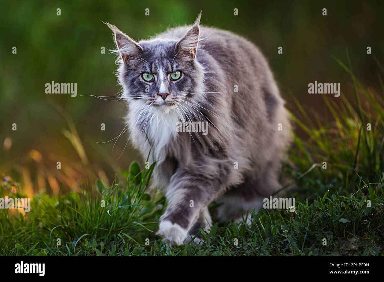 Maine Coon Katze Stock Photo - Alamy