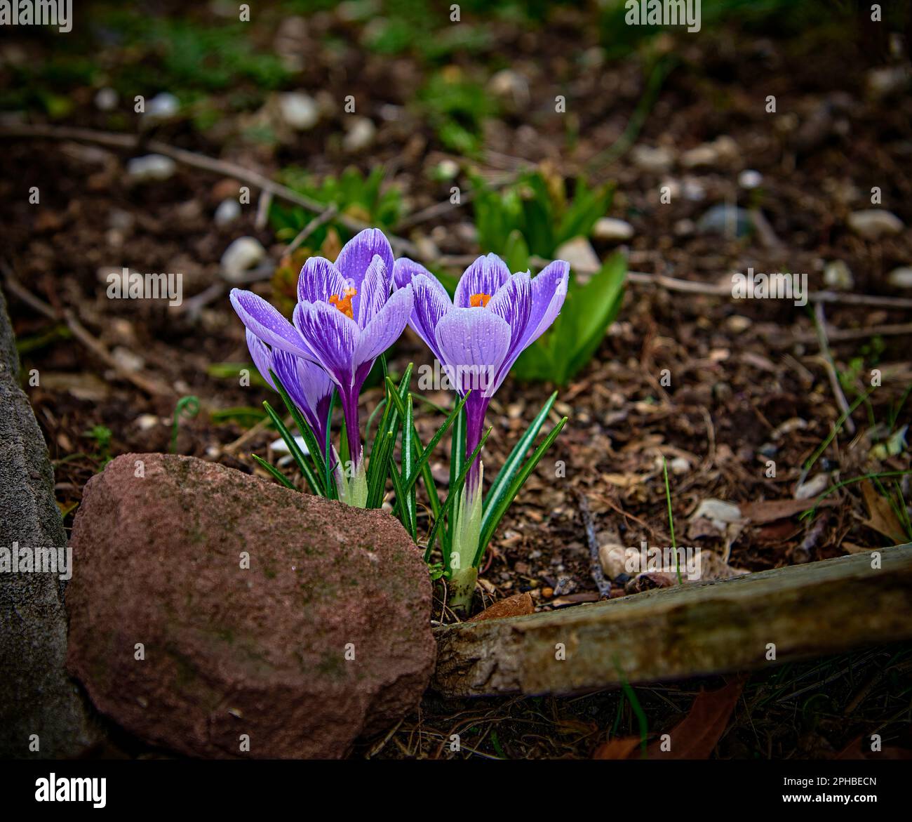 The first sign of Spring, a bouquet of purple crocus. Coming up from ...
