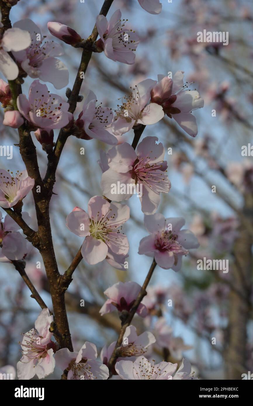 Peachpit hi-res stock photography and images - Alamy