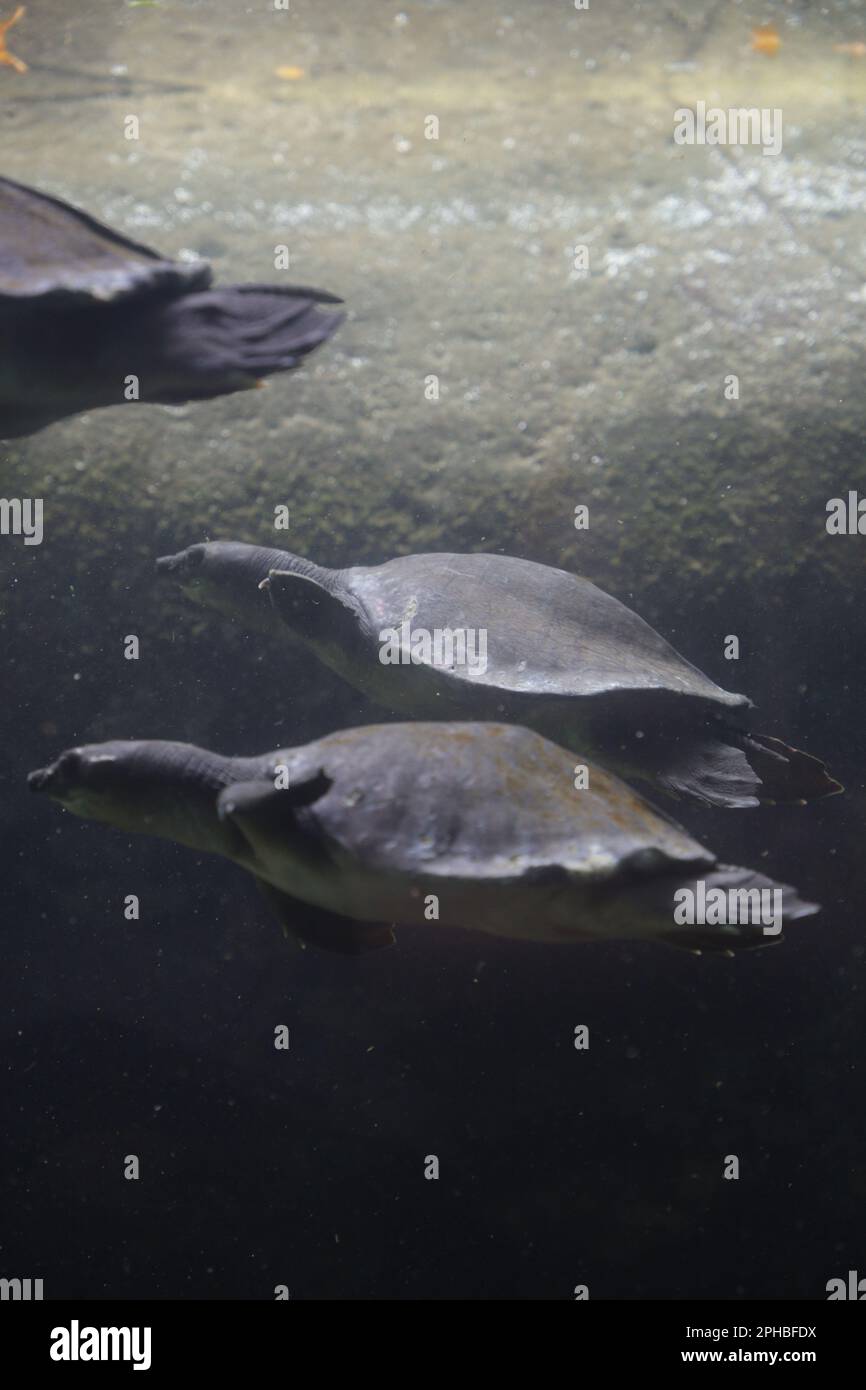 African softshell turtles hi-res stock photography and images - Alamy