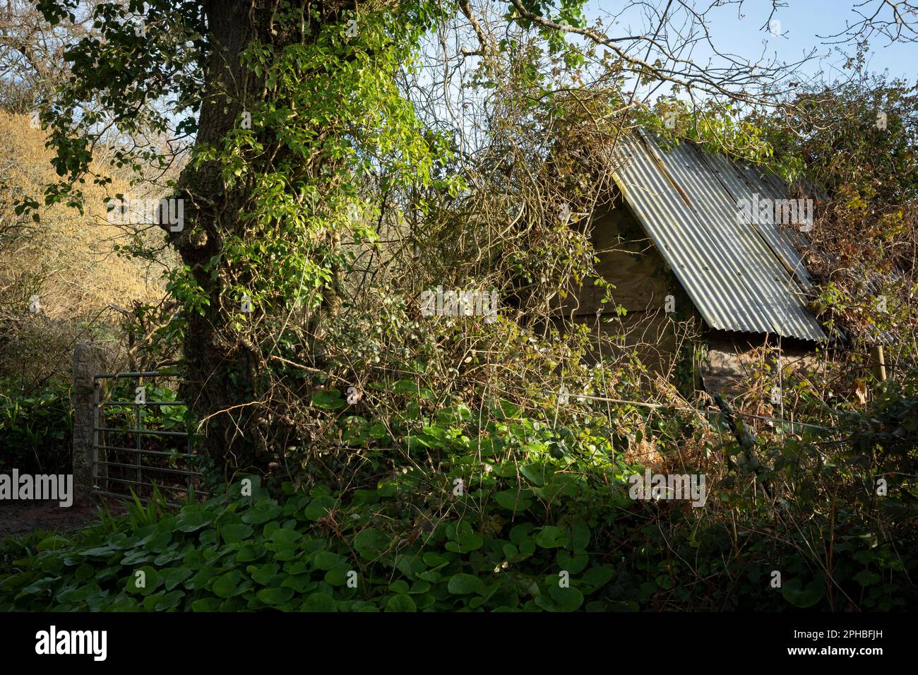 A derelict shelter sits in overgrown countryside in Mawnan Smith, on ...