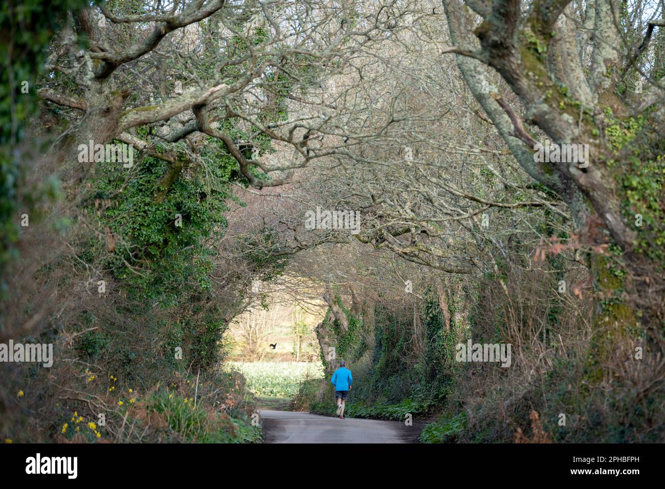 A man runs down a rural lane and into the distance in Mawnan Smith, on ...