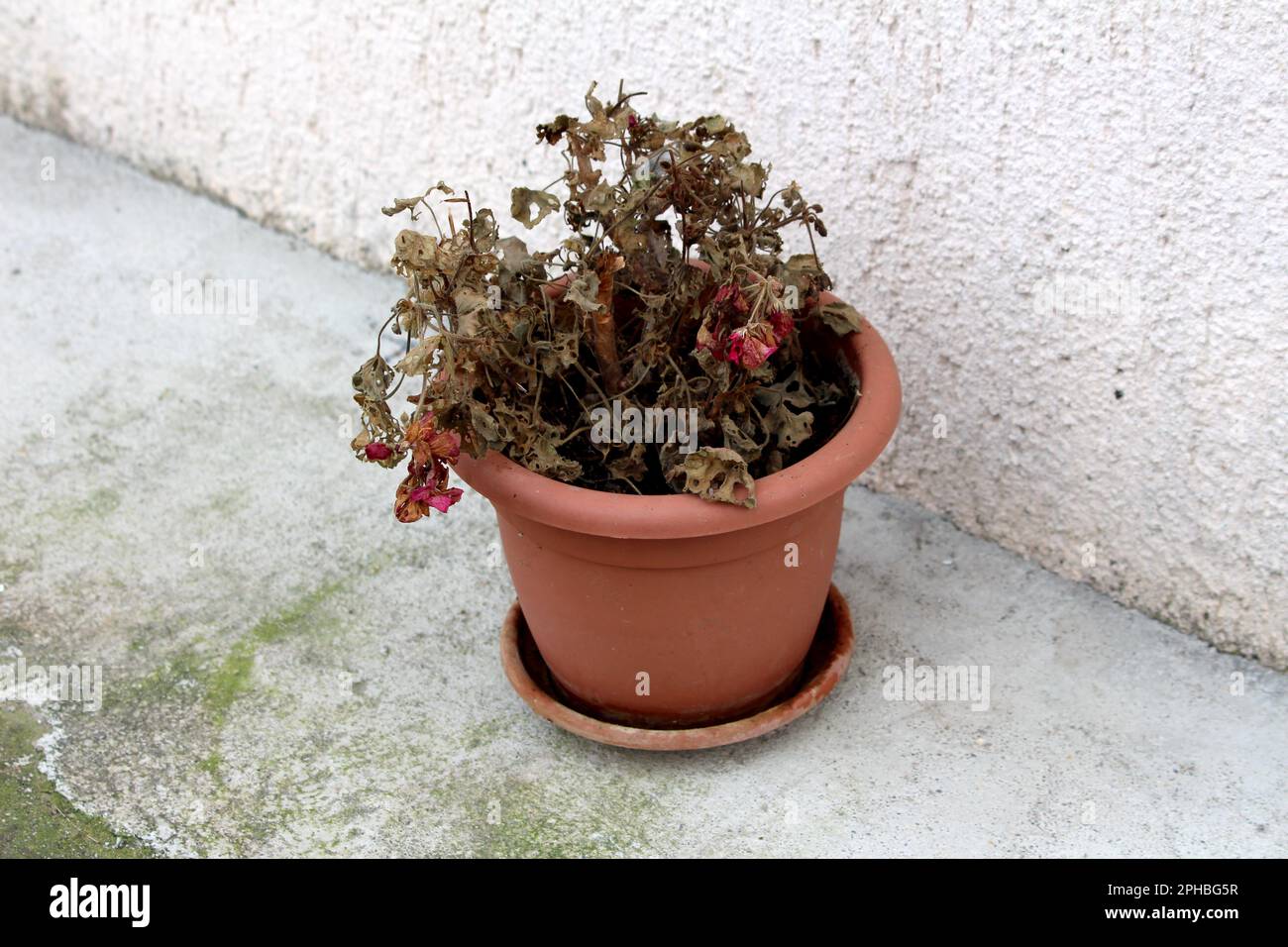 Old Pelargonium perennial flowering plant with long flowering period ...