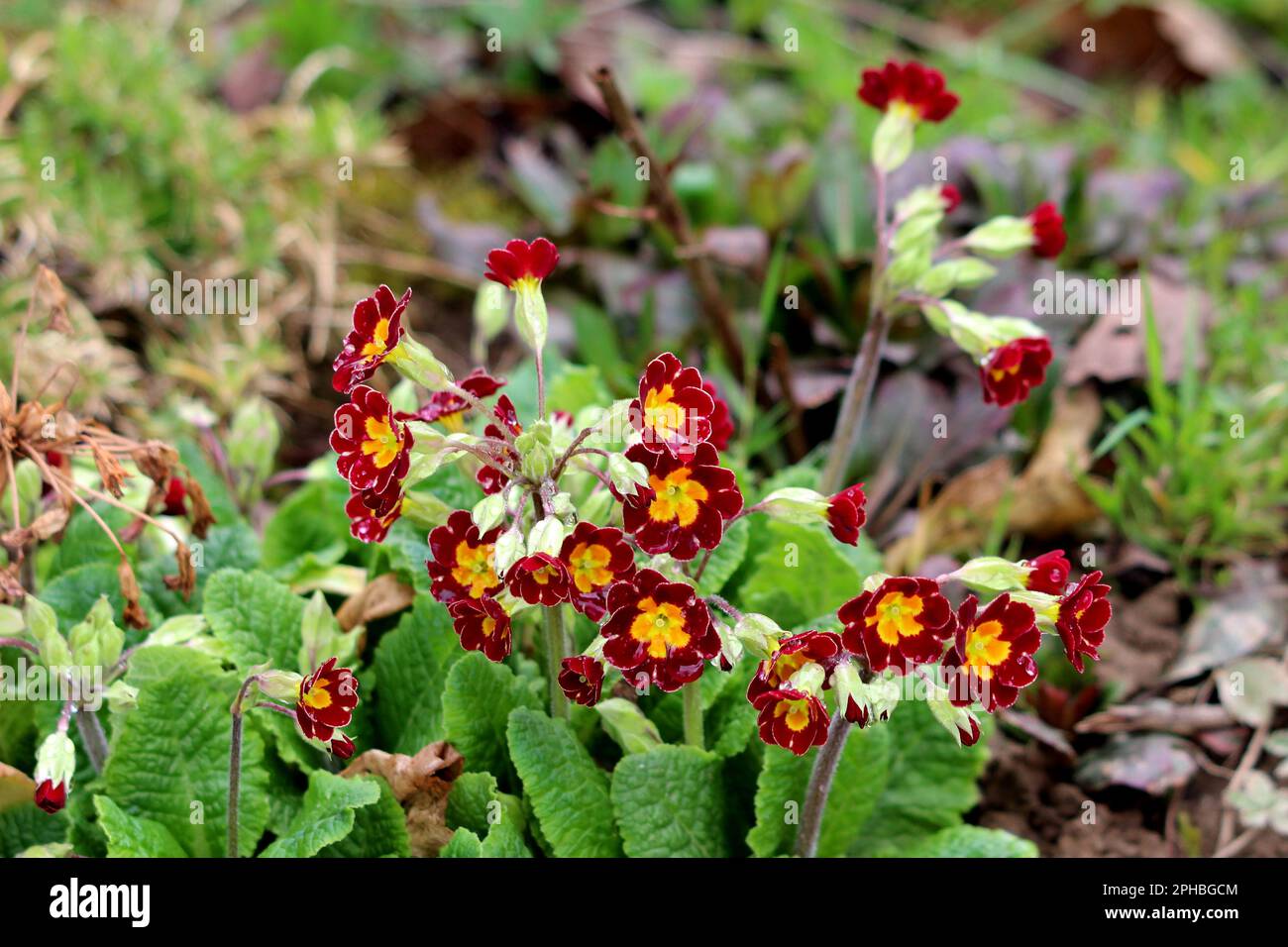 Perennial bicolor Primrose or Primula flowering plants with dark red ...