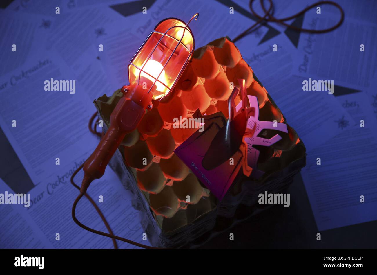 Two Indonesian artists, Natasha Tontey and Riar Rizaldi, and their ...