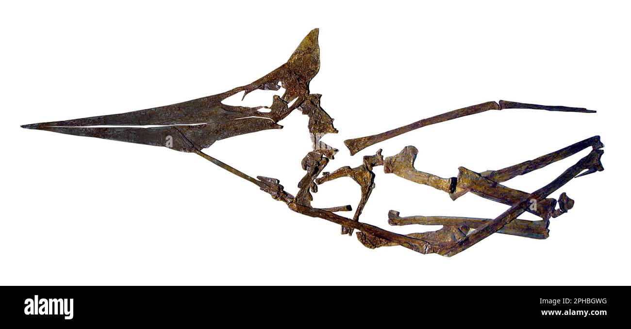 Pterosaur Skeleton
