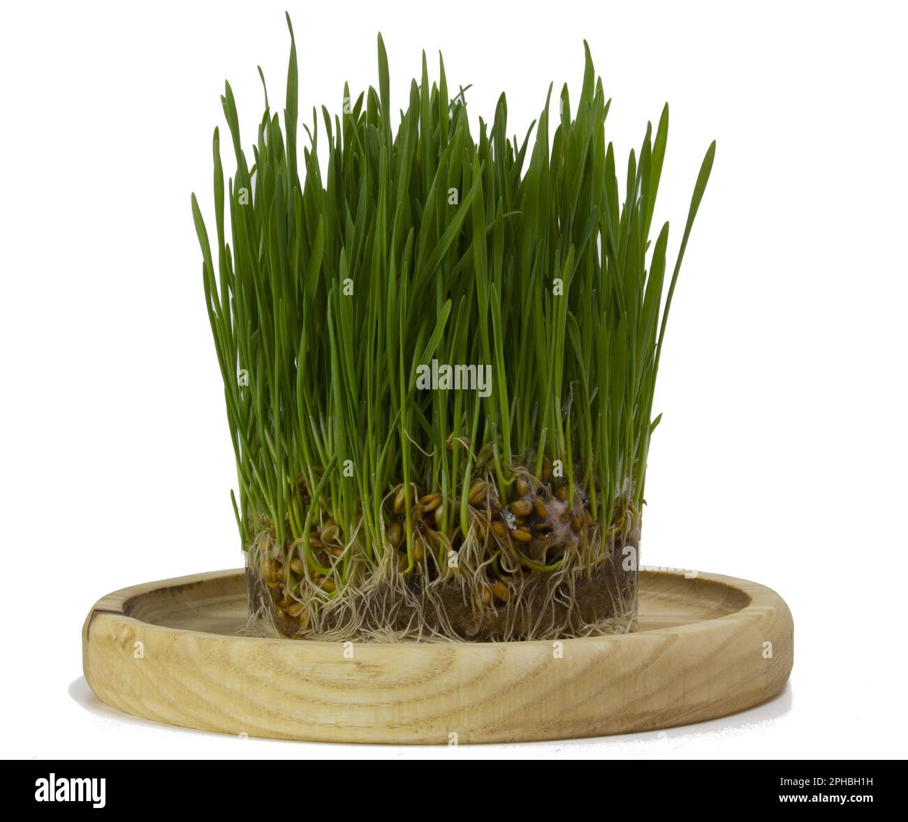 Wheat microgreens, wheat sprouts on a wooden dish close-up. Concept of ...