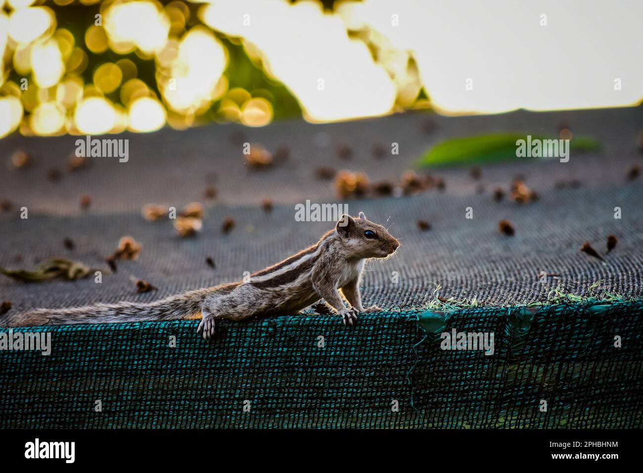 Captivating forest hi-res stock photography and images - Alamy