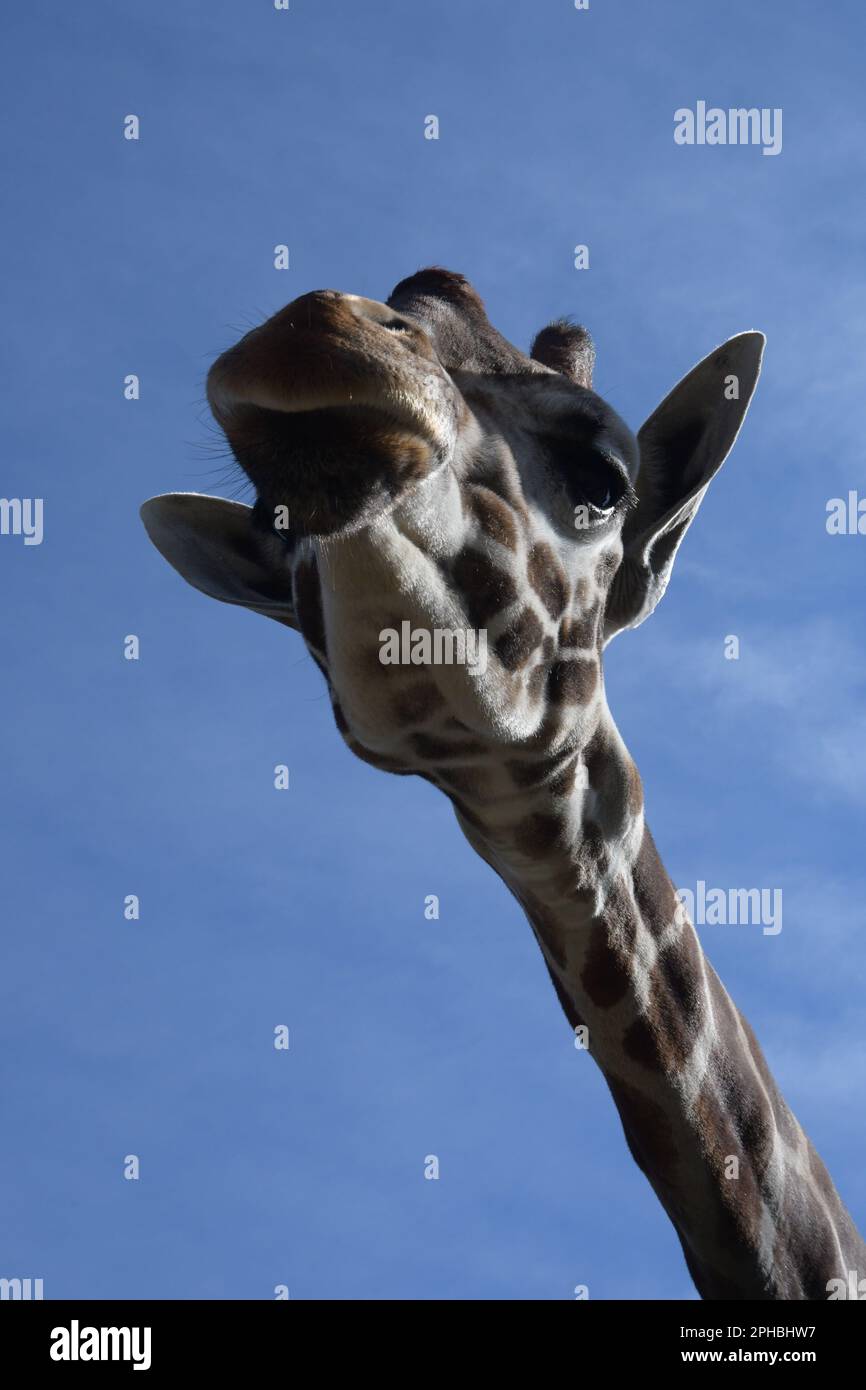 Giraffe zookeeper hi-res stock photography and images - Alamy