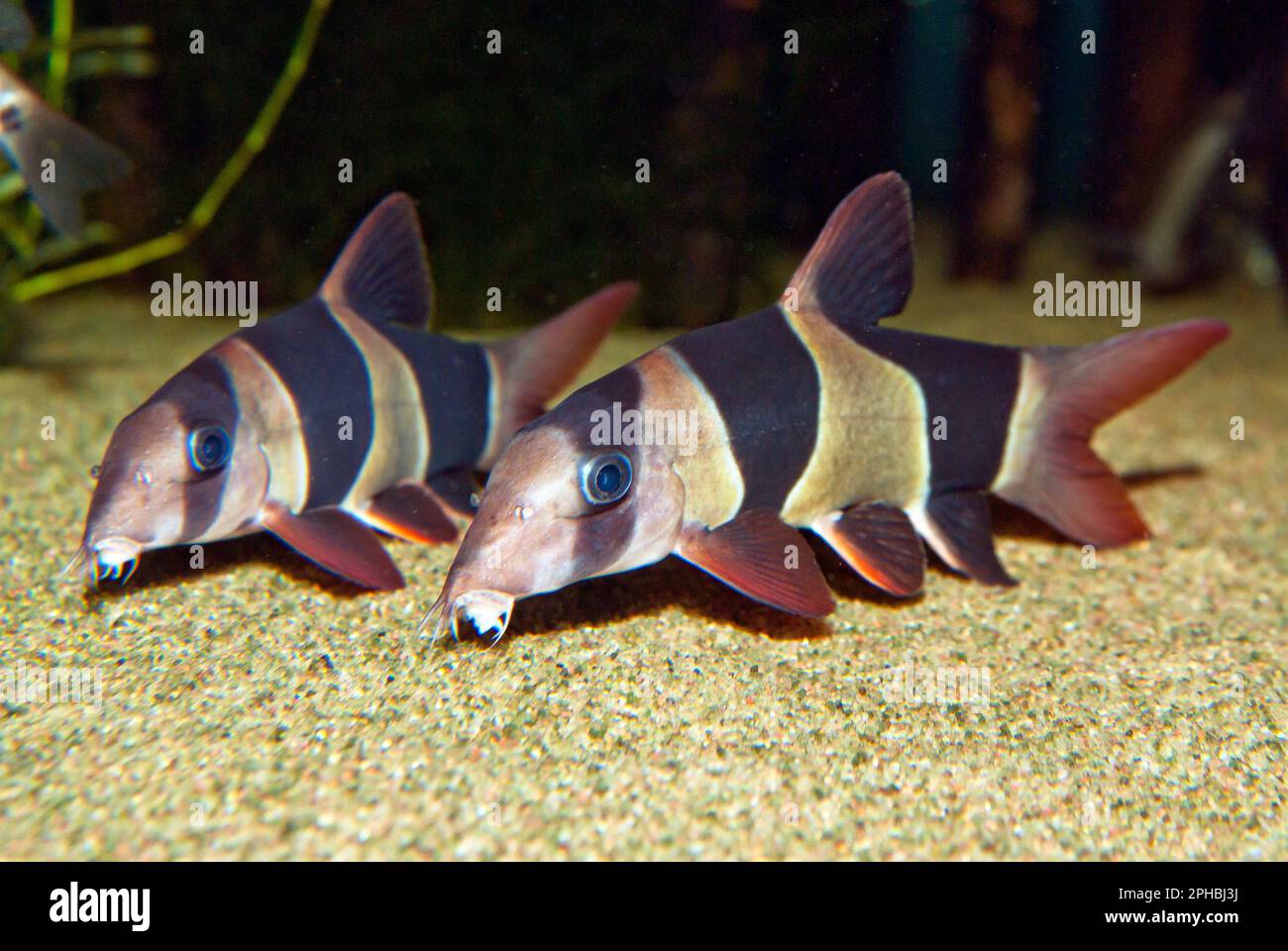 Botia macracanthus hi-res stock photography and images - Alamy