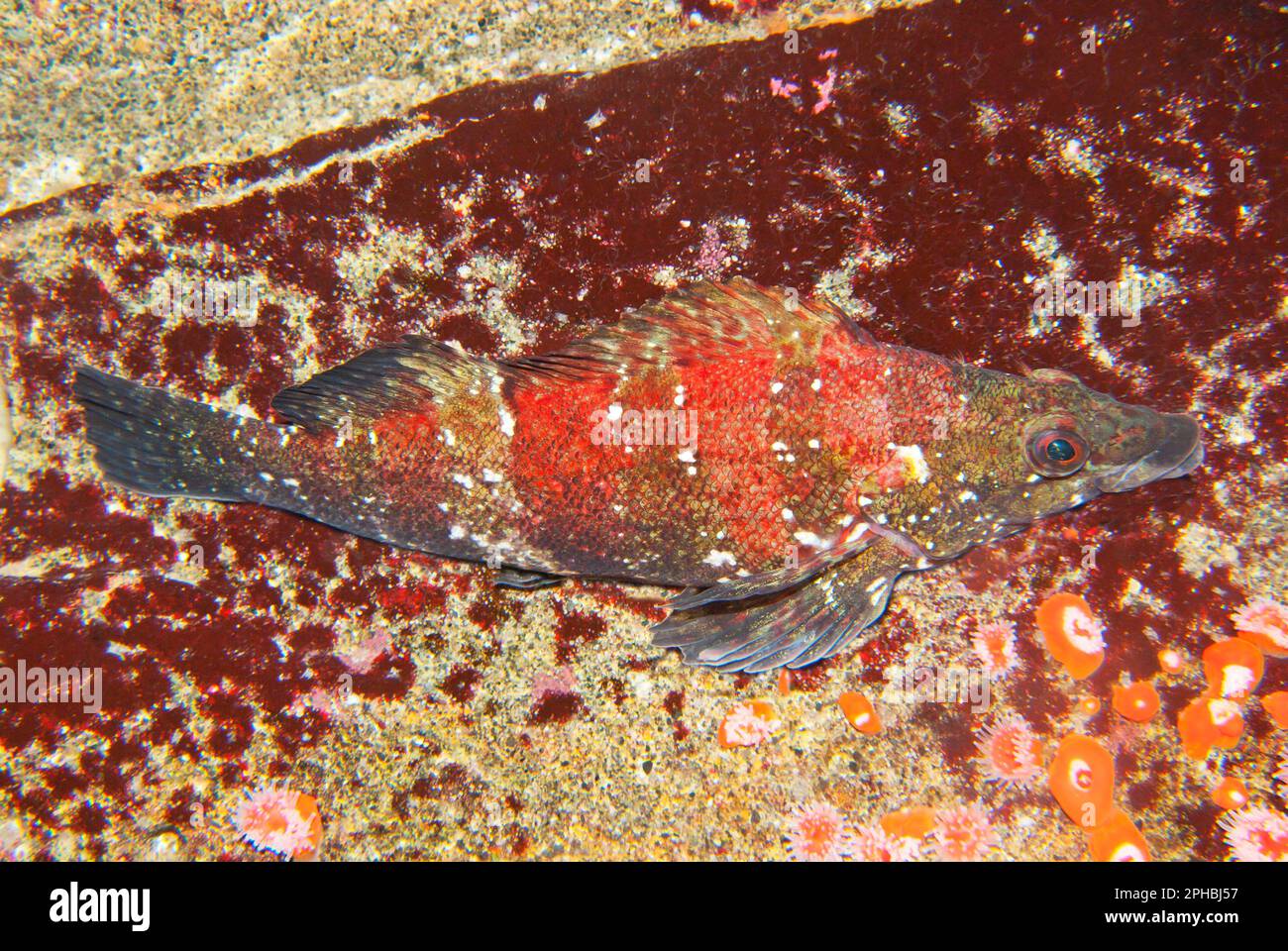 Red fish hide on Coral - camouflage Stock Photo - Alamy