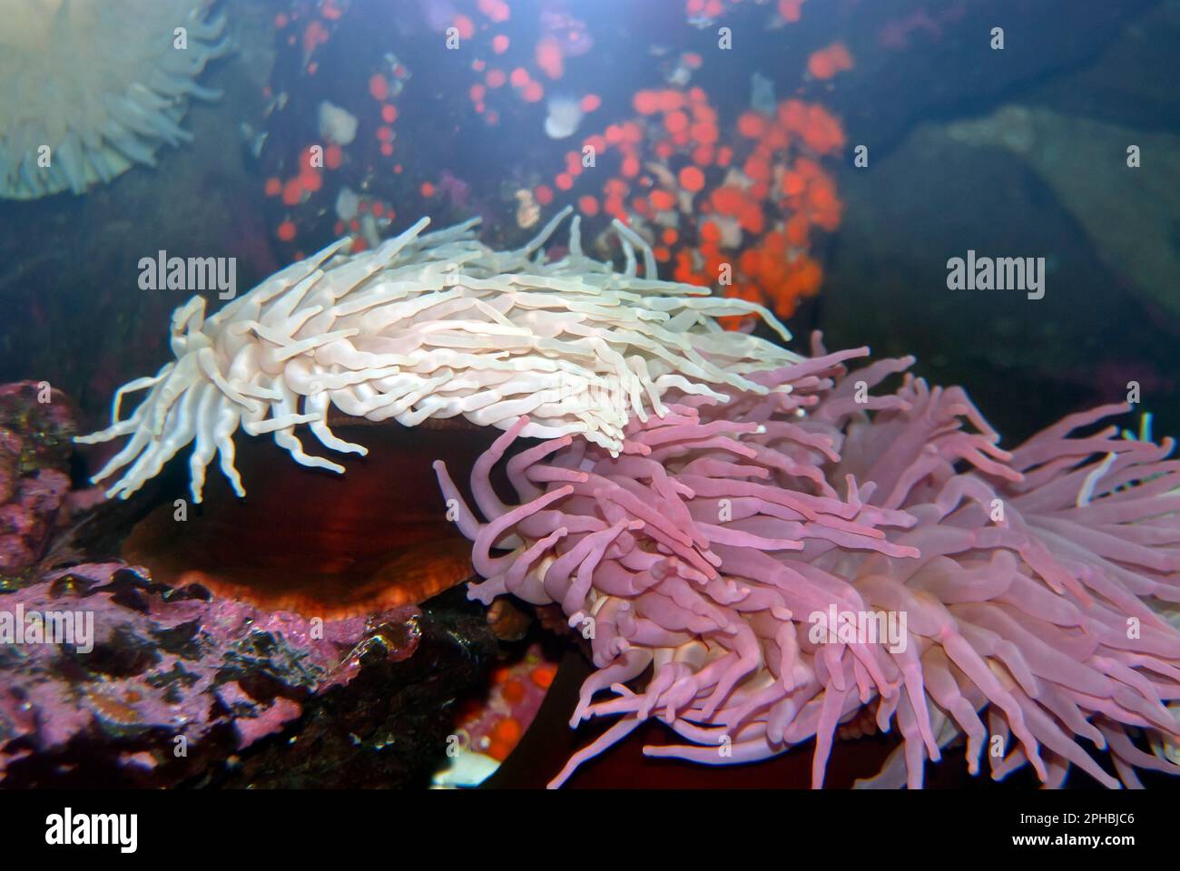 Sea anemone in different colors Stock Photo - Alamy
