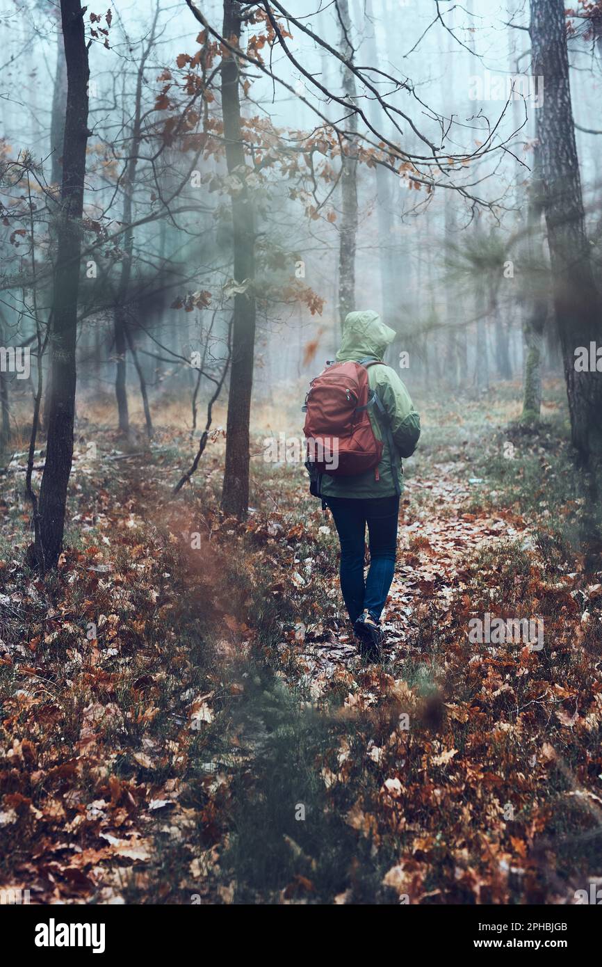 Woman with backpack wandering in a forest on autumn cold day. Back view ...