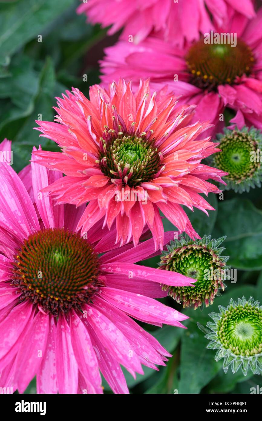 Sunseeker series hi-res stock photography and images - Alamy