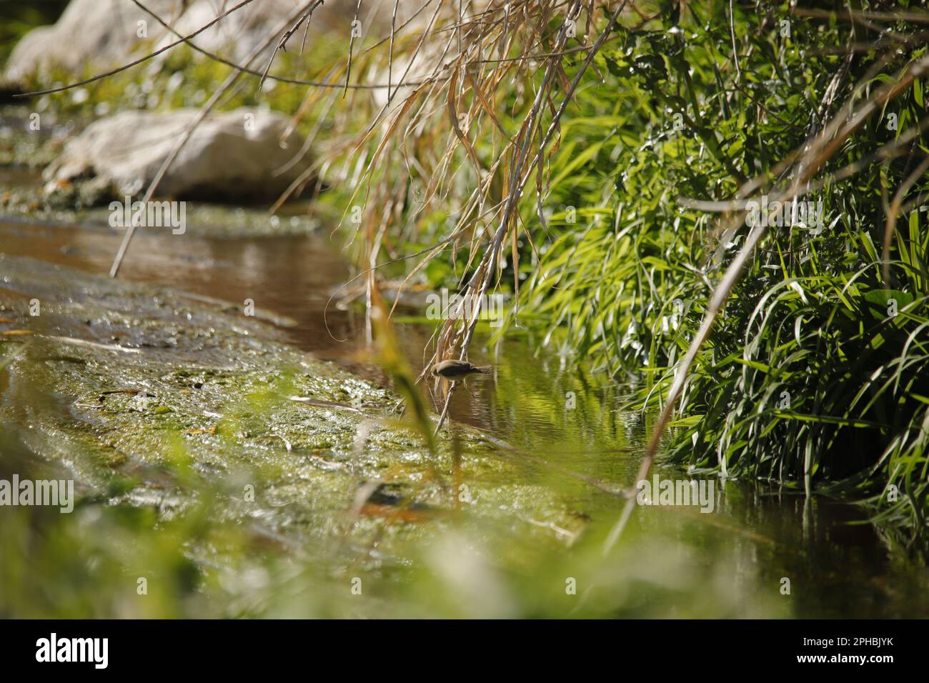Little water in the Almanzora river in Cantoria, Spain Stock Photo - Alamy