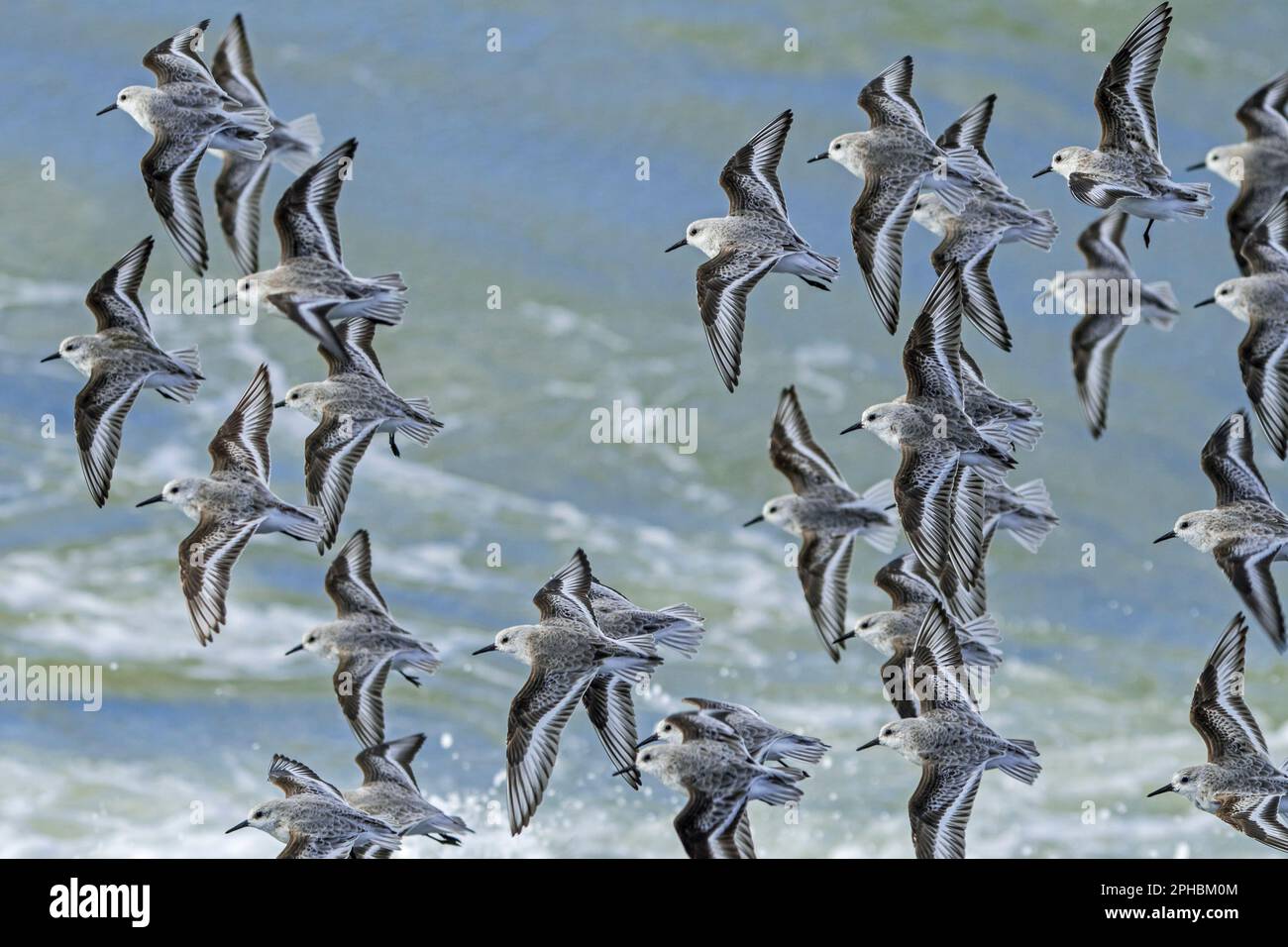Flock of sanderlings (Calidris alba) migratory birds flying in non ...