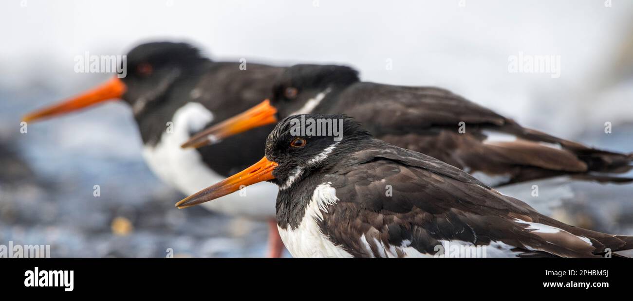 Rocks on the zeeland coast of the netherlands hi-res stock photography ...