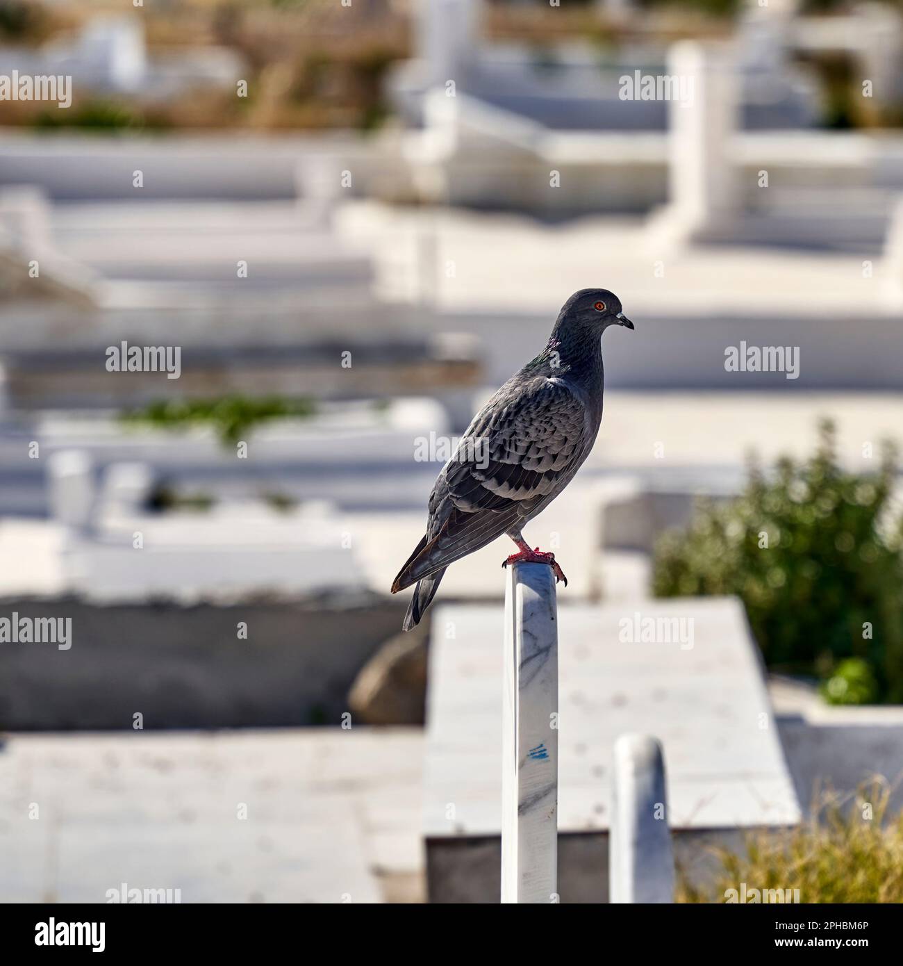 Pigeon muslim cemetery hi-res stock photography and images - Alamy