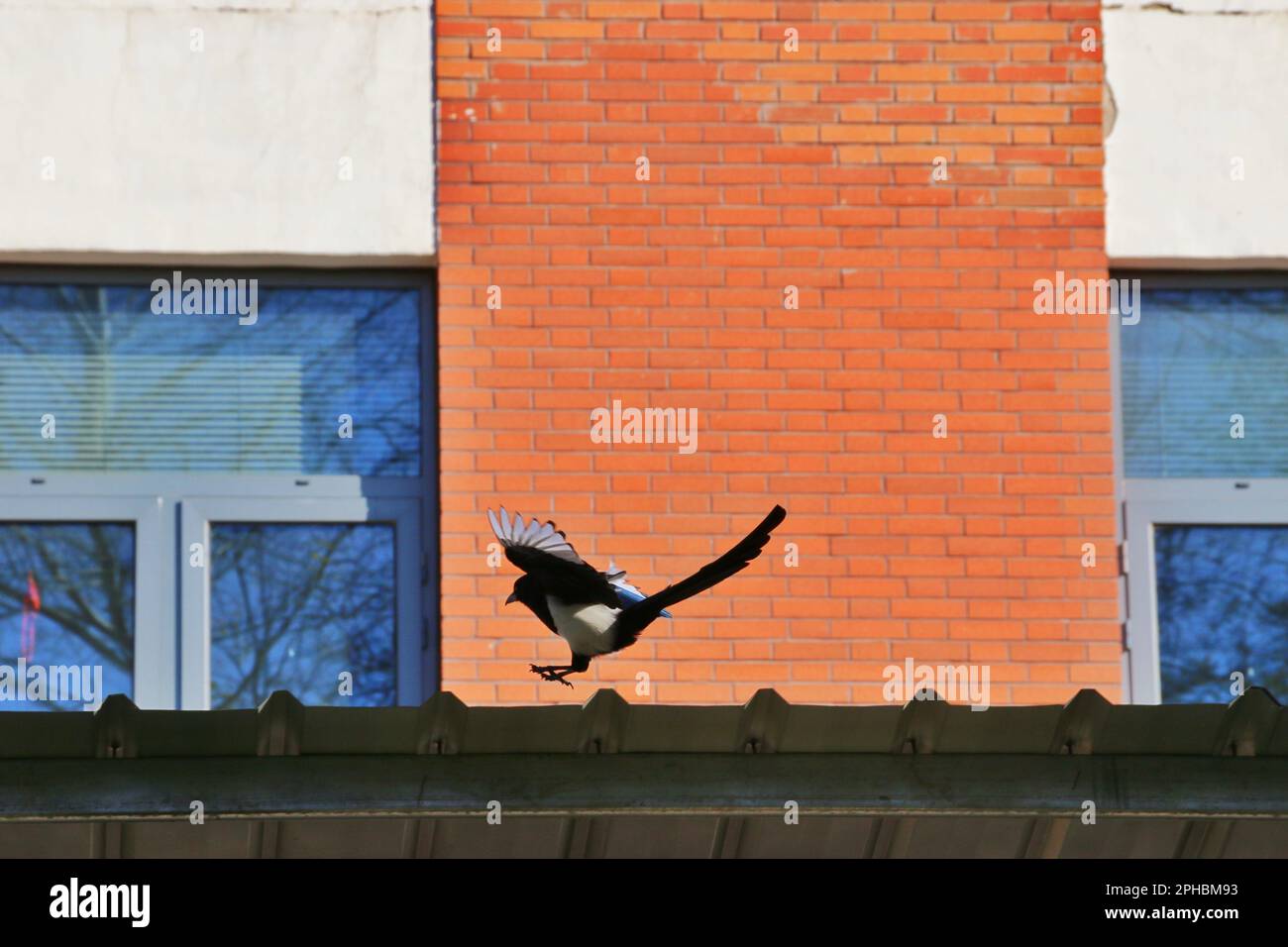 A magpie landing on the rooftop Stock Photo - Alamy