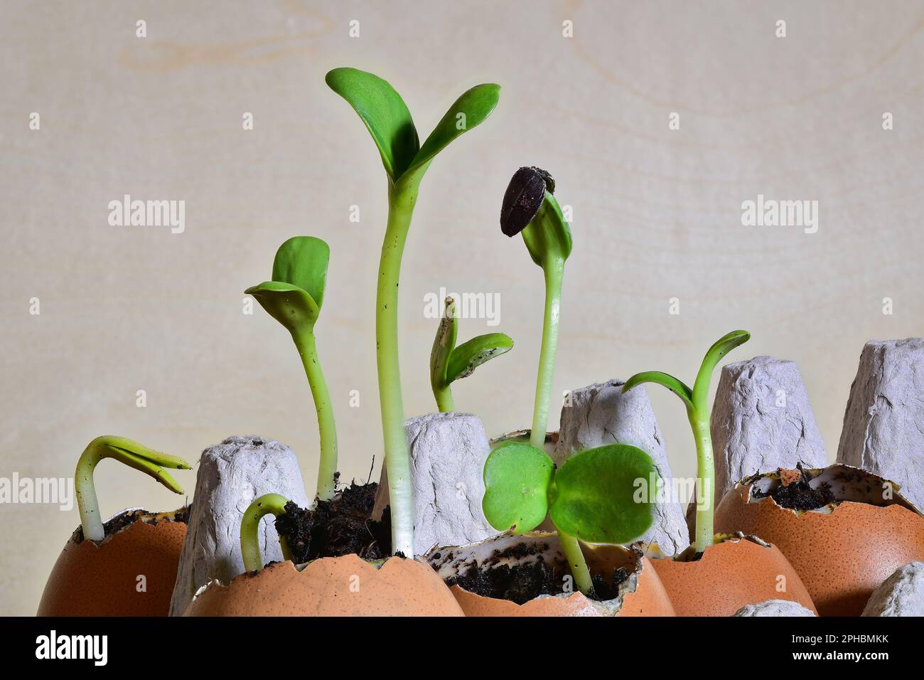 Sunflowers seedlings sprouting in egg shells filled with soil ...