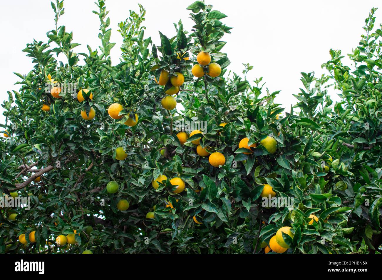 Sicilian orange grove hi-res stock photography and images - Alamy