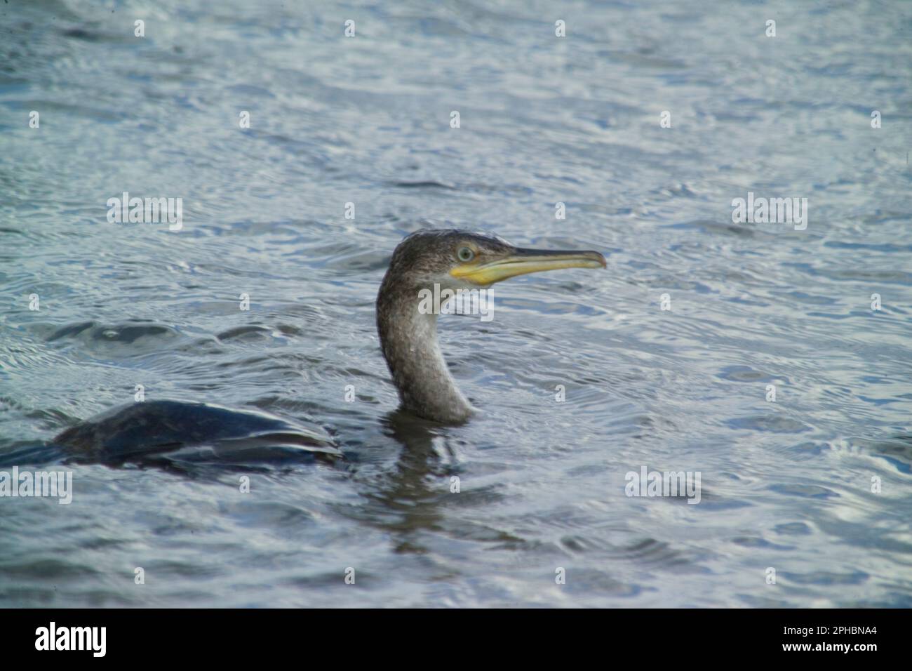 Cormorano (Phalacrocorax carbo). Grand Cormoran. Laguna di Casaraccio ...