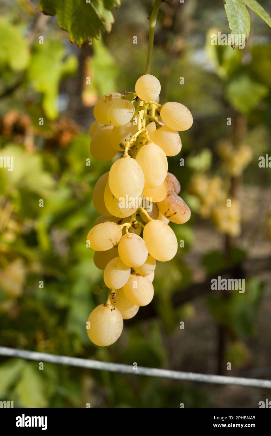 Grappolo foglie hi-res stock photography and images - Alamy