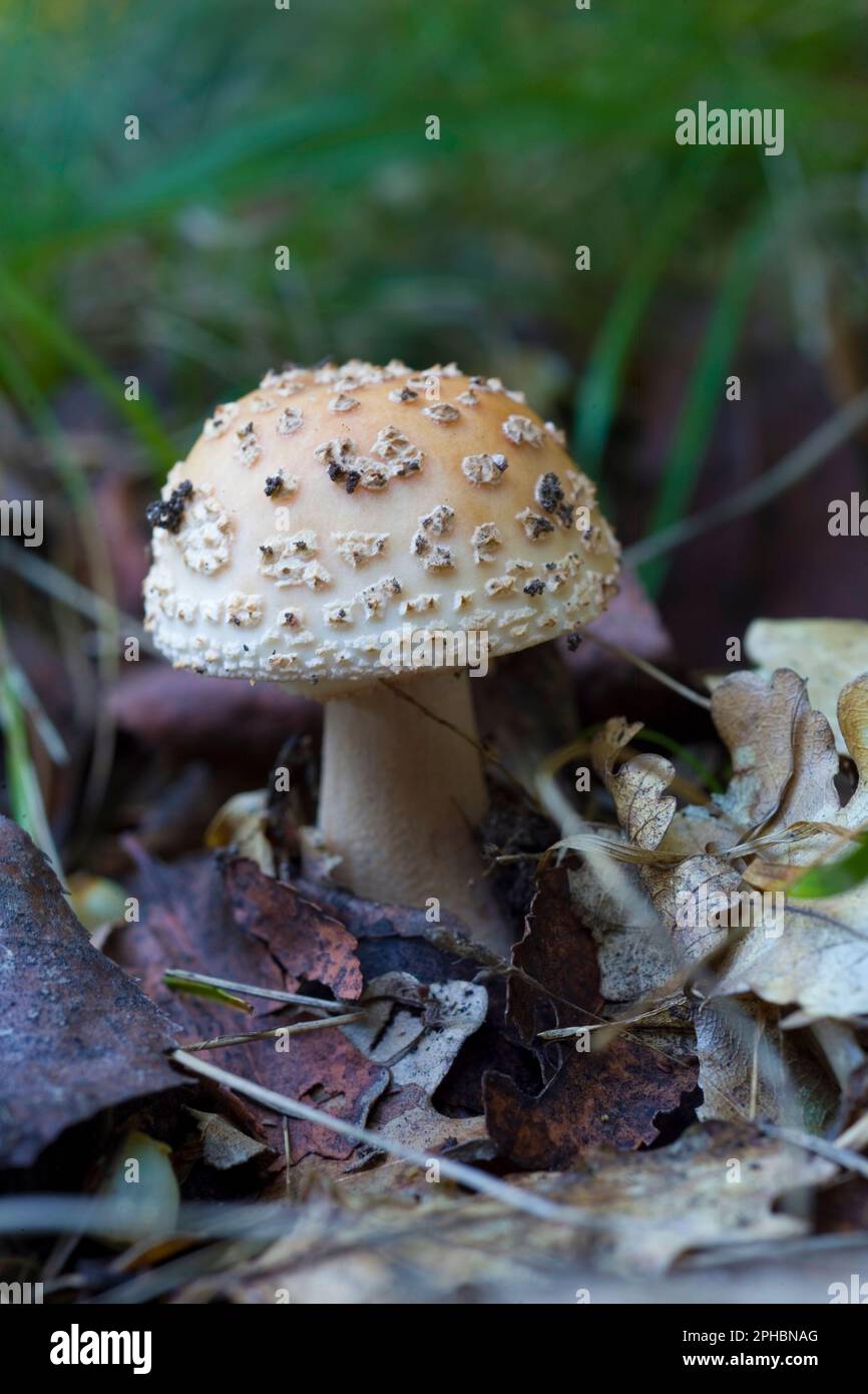 Fungo, Amanita aspera. Tempio. OT, Sardegna, Italy Stock Photo - Alamy