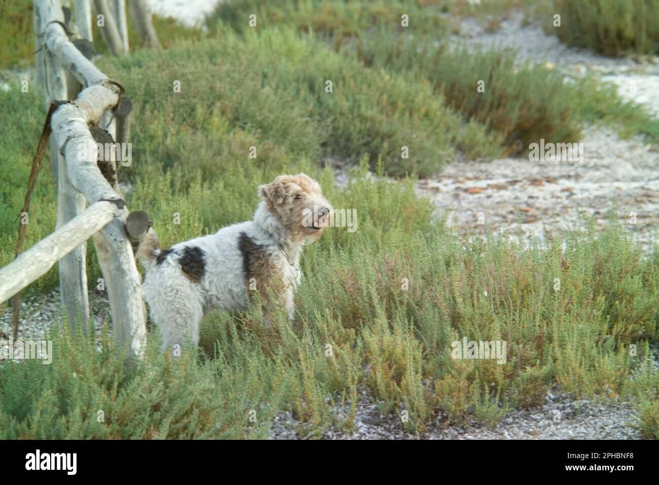Fox beach hi-res stock photography and images - Alamy