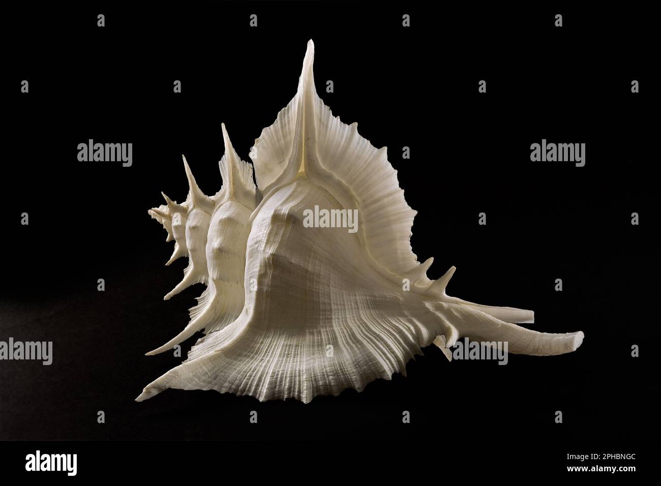 Sea shell Murex (Siratus) alabaster. Giappone Stock Photo - Alamy