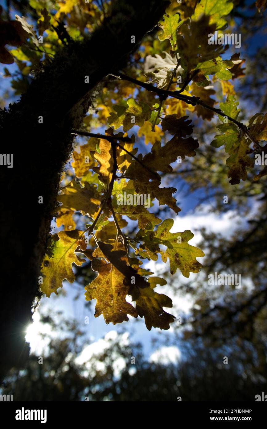 roverella (Quercus pubescens). Quercus pubescens, Downy Oak , Mularza ...