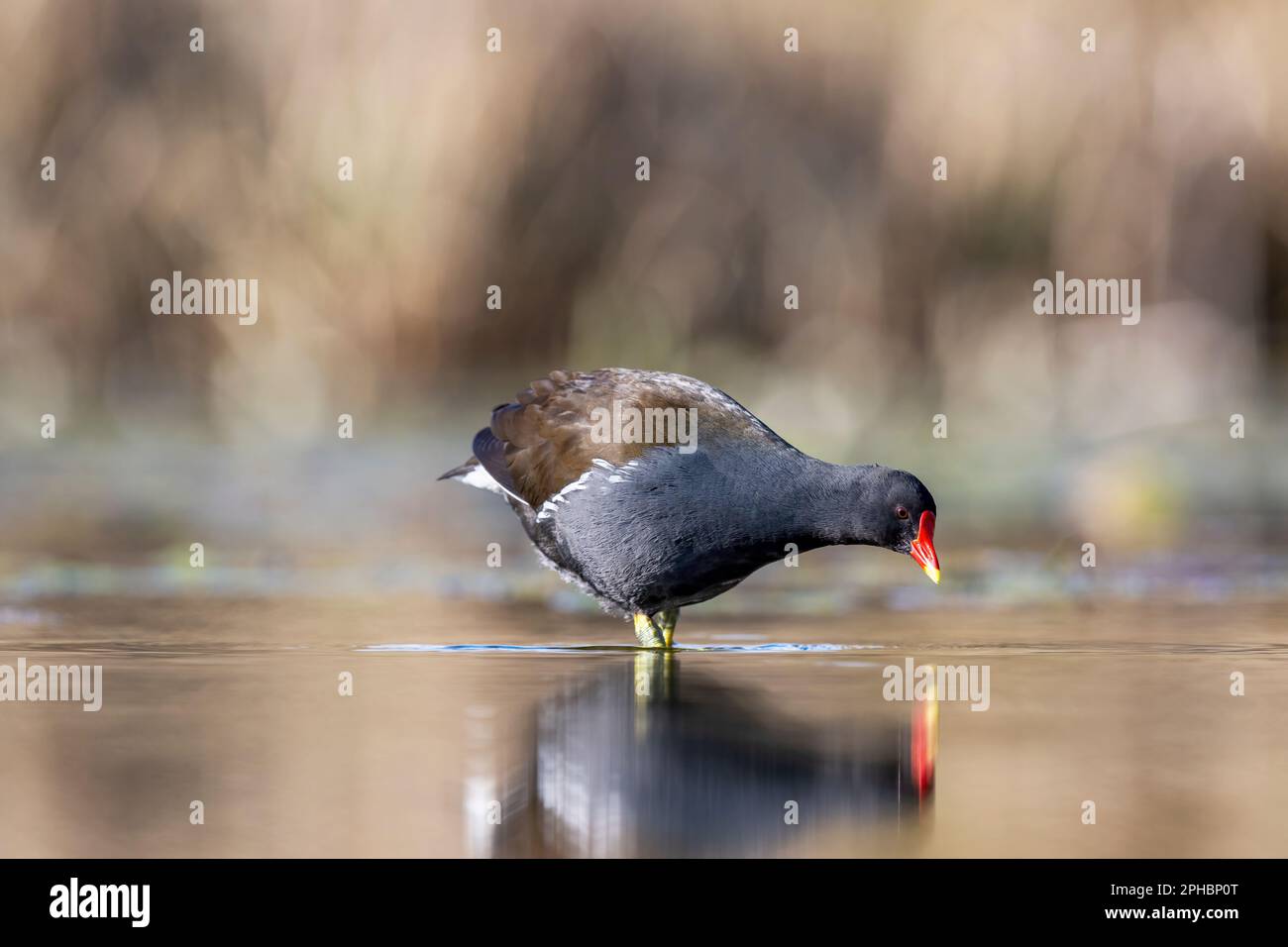 Landscape common gallinule chloropus hi-res stock photography and ...