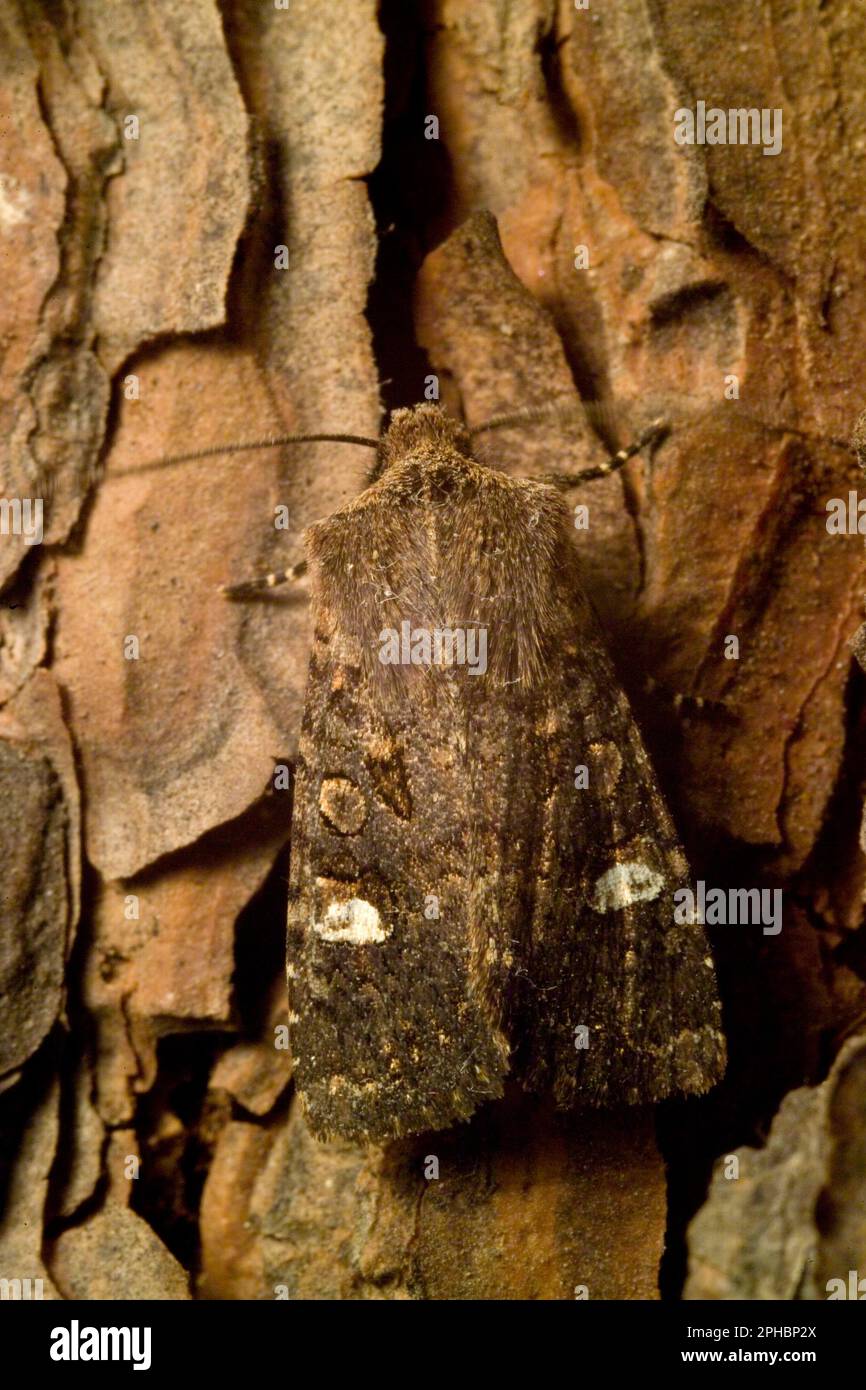 Moth (Dryobota labecula). Sardegna. Italia Stock Photo - Alamy