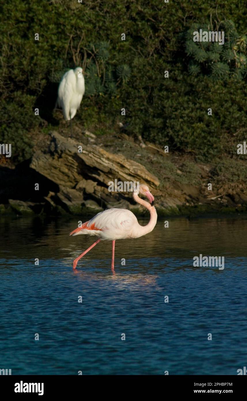 Pink flamingos flapping wings hi-res stock photography and images - Alamy