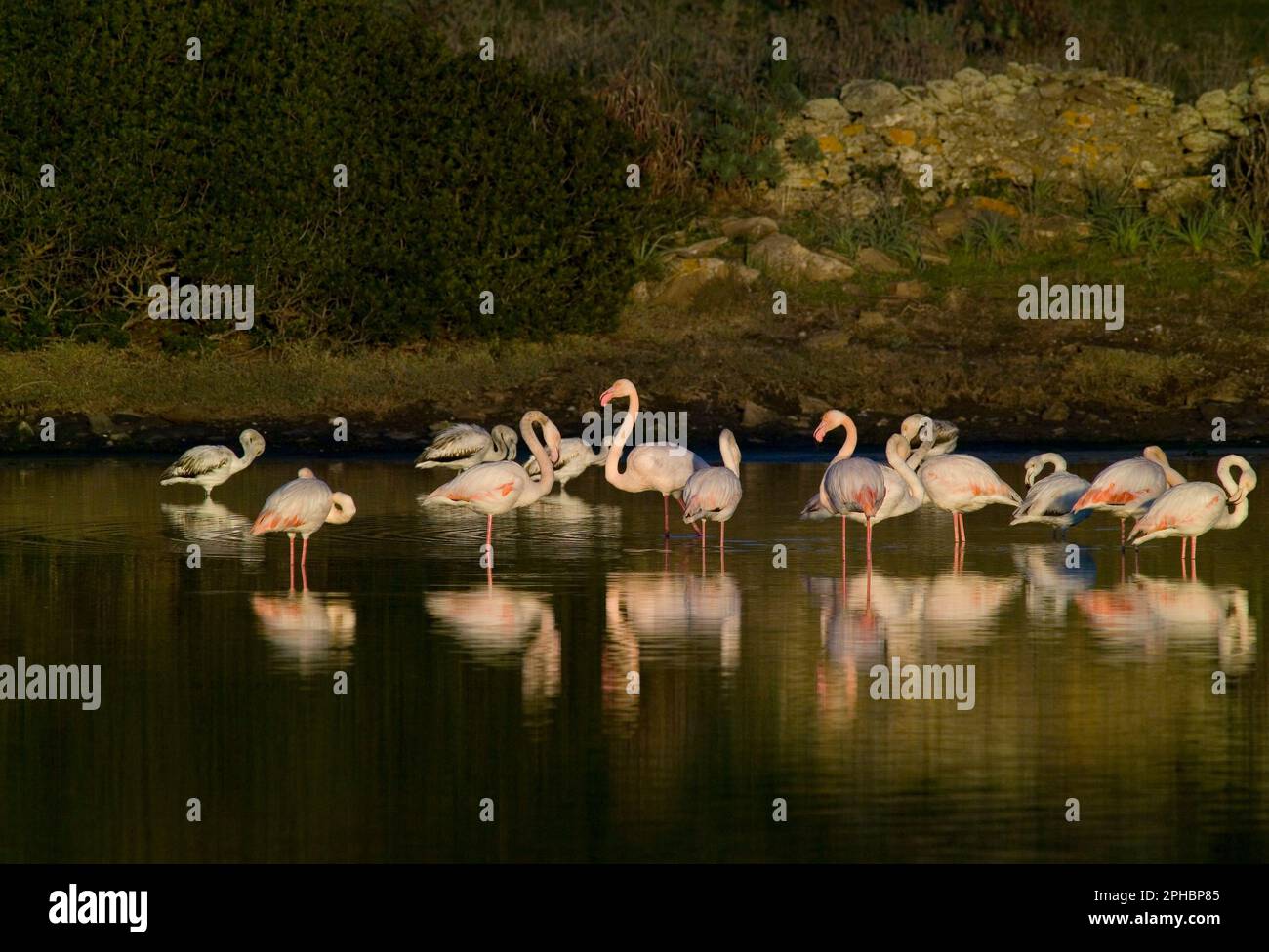 Pink flamingos flapping wings hi-res stock photography and images - Alamy