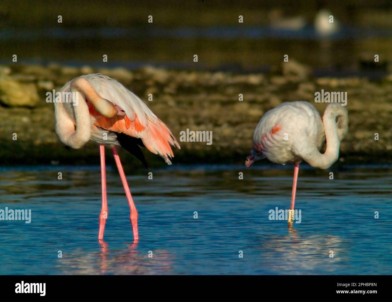 Pink flamingos flapping wings hi-res stock photography and images - Alamy