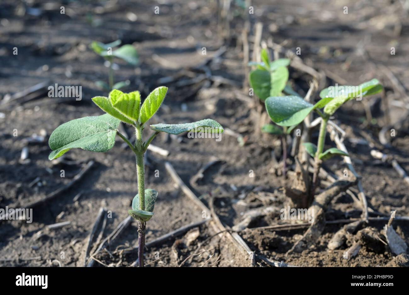 Food trial hi-res stock photography and images - Alamy