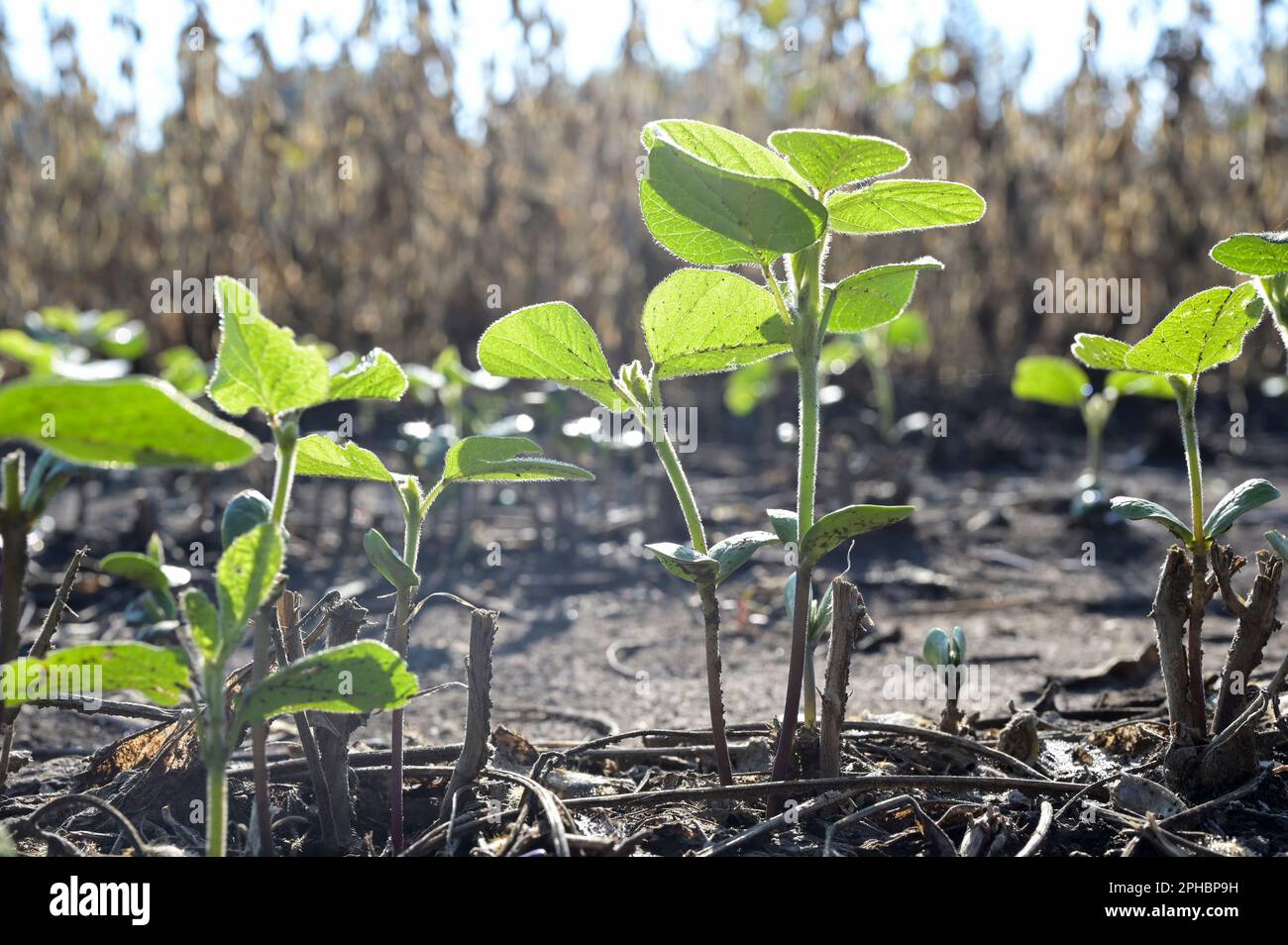 Food trial hi-res stock photography and images - Alamy