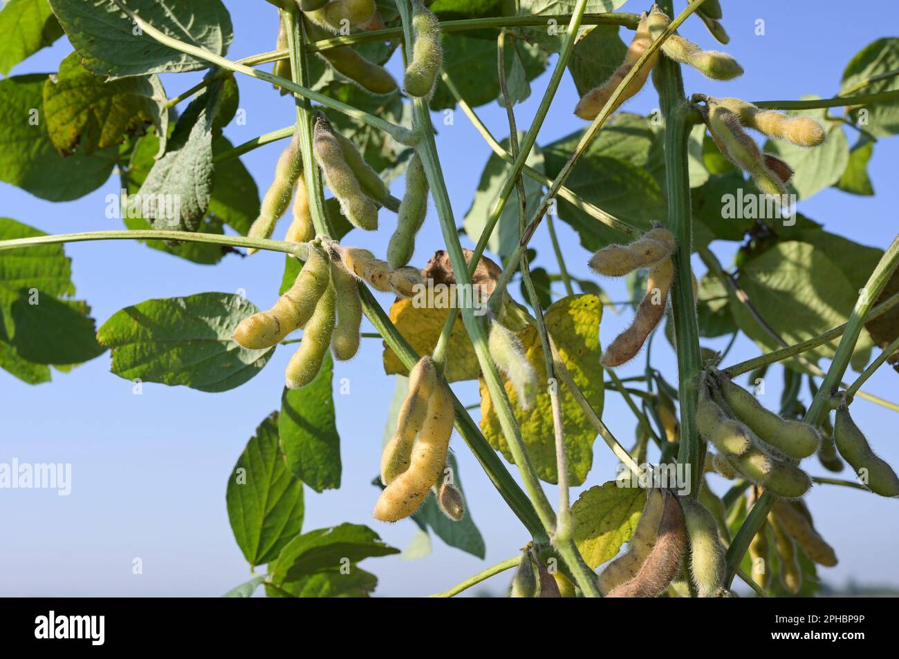 Donausoja hi-res stock photography and images - Alamy