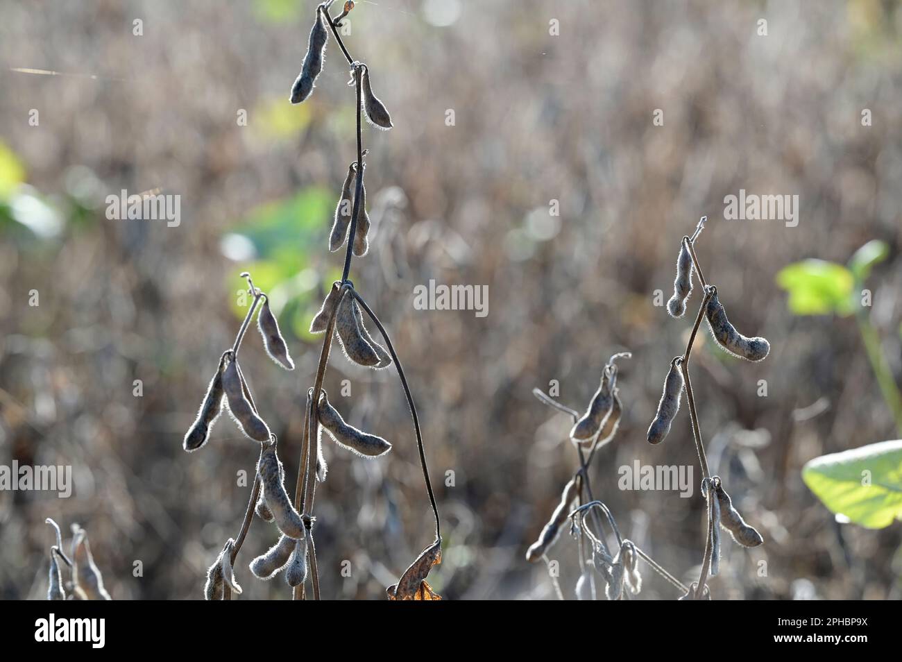 SERBIA, region Vojvodina, Novi Sad, agricultural research institut NS ...
