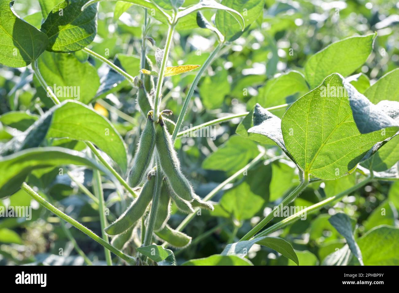 Donausoja hi-res stock photography and images - Alamy