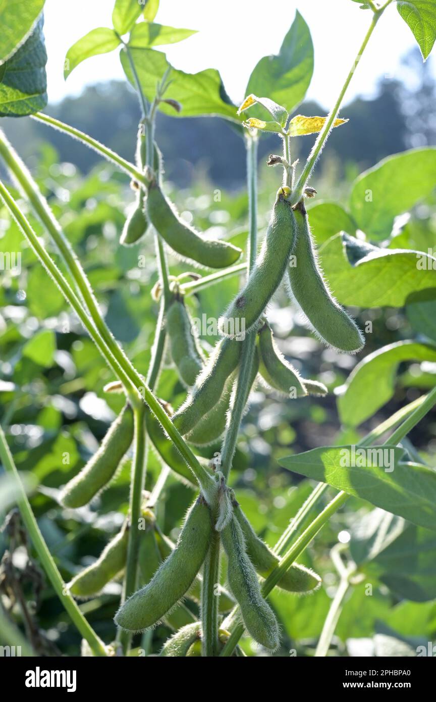 Donausoja hi-res stock photography and images - Alamy
