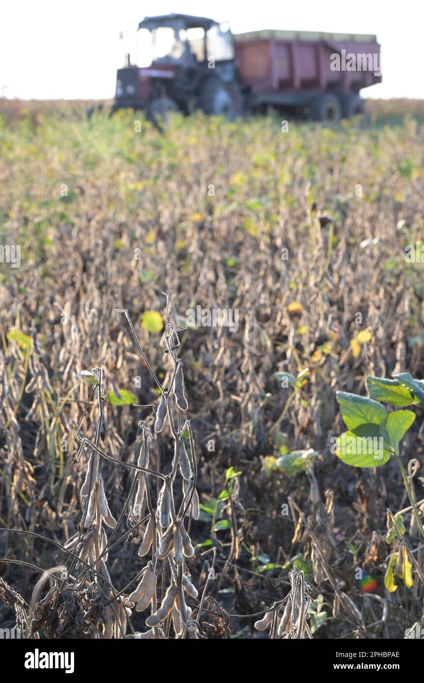 SERBIA, region Vojvodina, soybean farming, dried soybeans on farm ...