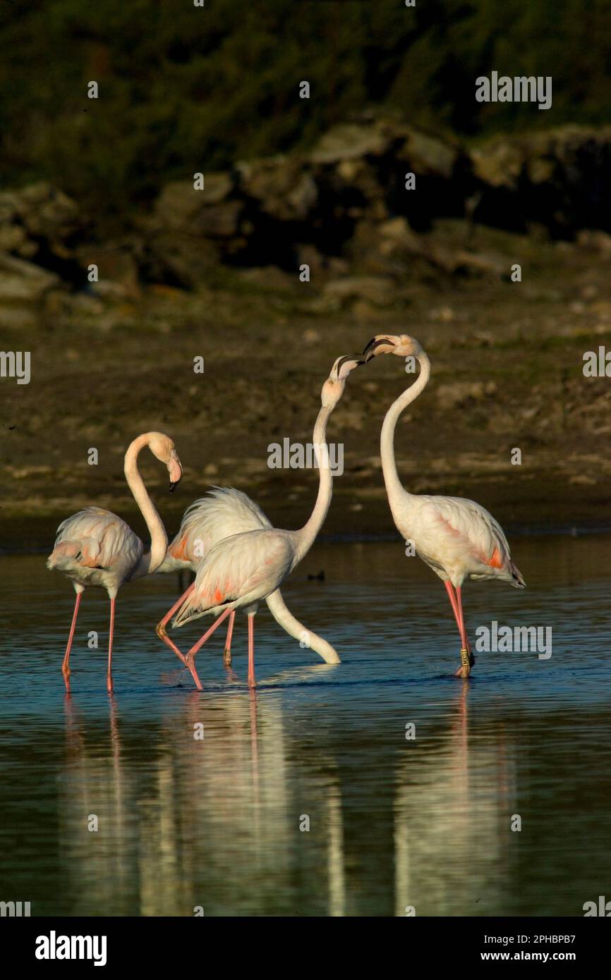 Pink flamingos flapping wings hi-res stock photography and images - Alamy